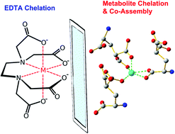 EDTA-mimicking amino acid–metal ion coordination for multifunctional ...