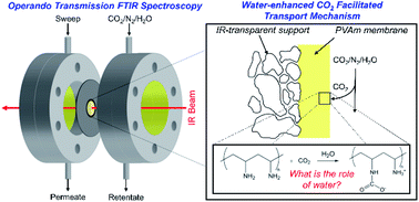 Operando observation of CO2 transport intermediates in polyvinylamine ...