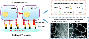 VE-cadherin-based matrix promoting the self-reconstruction of pro ...