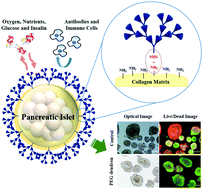 Synthesis of PEG-dendron for surface modification of pancreatic islets ...