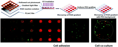 Rapid build-up of high-throughput screening microarrays with ...