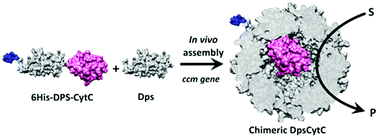 Cytochrome C with peroxidase-like activity encapsulated inside the ...