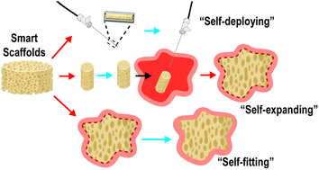 Smart scaffolds: shape memory polymers (SMPs) in tissue engineering - Journal of Materials ...