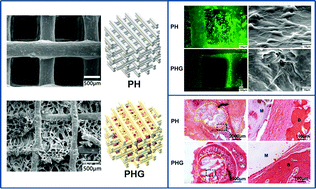 A hierarchical scaffold with a highly pore-interconnective 3D printed ...