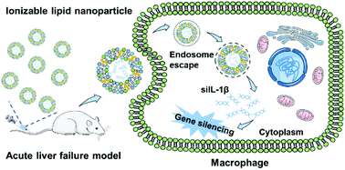 Identification of a potent ionizable lipid for efficient macrophage ...