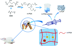 Calcium phosphate bone cement with enhanced physicochemical properties ...