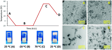 Monitoring the formation of a colloidal lipid gel at the nanoscale ...