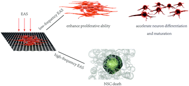 Cochlear implant-based electric-acoustic stimulation modulates neural ...