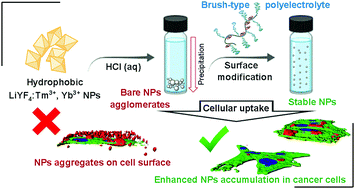 Polymer brush coated upconverting nanoparticles with improved colloidal ...