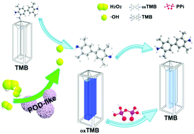 FeMoO4 nanospheres-based nanozymatic colorimetry for rapid and ...