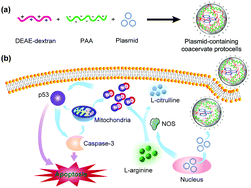 Coacervate microdroplet protocell-mediated gene transfection for nitric ...