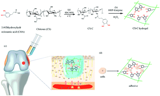 Mussel-inspired injectable chitosan hydrogel modified with catechol for ...