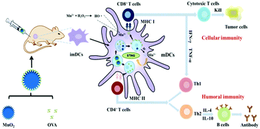 MnO2 nanoparticles as a minimalist multimode vaccine adjuvant/delivery ...