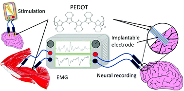 Neural and electromyography PEDOT electrodes for invasive stimulation ...