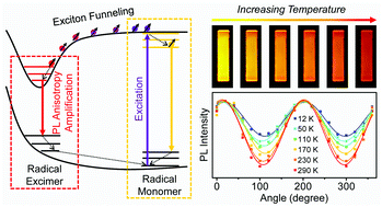 Exciton funneling amplified photoluminescence anisotropy in organic ...
