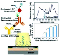 A dual function electro-optical silicon field-effect transistor ...