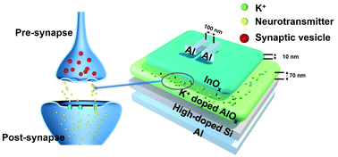 Advanced artificial synaptic thin-film transistor based on doped potassium ions for neuromorphic ...