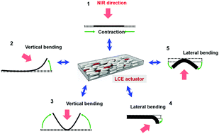 Light-modulated liquid crystal elastomer actuator with multimodal shape ...