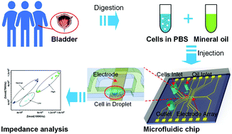 Identifying the grade of bladder cancer cells using microfluidic chips ...