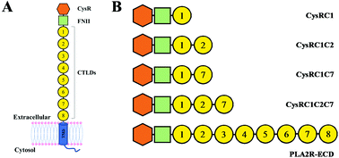 Secretory expression and purification of recombinant PLA2R epitopes for ...
