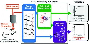 Assessment of skin inflammation using near-infrared Raman spectroscopy ...