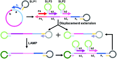 Multiple stem-loop primers induced cascaded loop-mediated isothermal amplification for direct ...