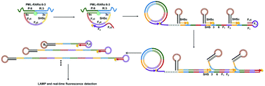 Sensitive detection of fusion transcripts with padlock probe-based ...