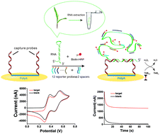 Triblock probe-polyA-probe electrochemical interfacial engineering for ...