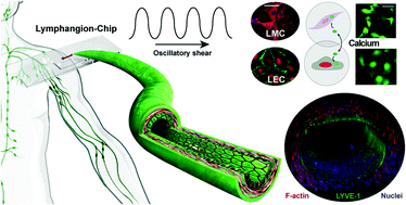 Intracellular calcium dynamics of lymphatic endothelial and muscle ...