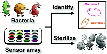 A multifunctional colorimetric sensor array for bacterial ...