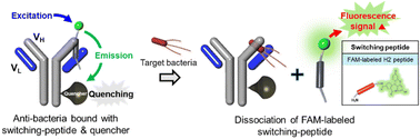 One-step immunoassay for the detection of food-poisoning related ...