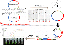 High-efficiency and high-fidelity ssDNA circularisation via the pairing ...