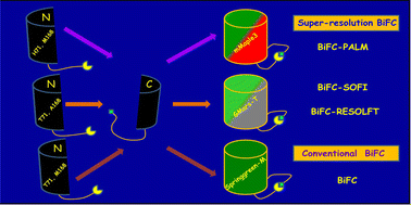 Rational engineering and synthetic applications of a high specificity ...