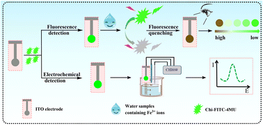 Fluorescence and electrochemical integrated dual-signal sensor for the ...