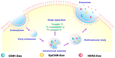 Efficient exosome subpopulation isolation and proteomic profiling using ...