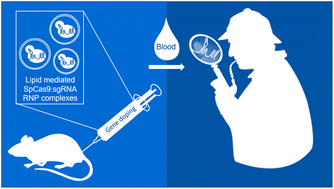 How to detect CRISPR with CRISPR – employing SHERLOCK for doping ...