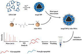 Design of a hydrophilic mercaptosuccinic acid-functionalized β-cyclodextrin polymer via host ...