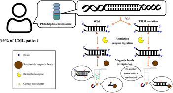 Copper nanoclusters on specific-primer PCR fragments with magnetic ...