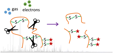 Top-down mass spectrometry and assigning internal fragments for ...