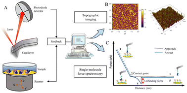 Novel perspective for protein–drug interaction analysis: atomic force ...