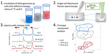 Multi-element stable isotope Raman microspectroscopy of bacterial ...
