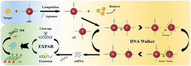 A DNA walker triggered isothermal amplification method based on ...