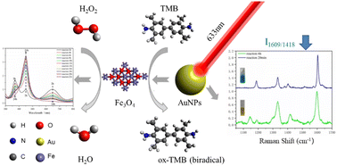 SERS-based error calibration of a TMB–H2O2 colorimetric system ...