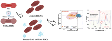 Characterization of freeze-dried oxidized human red blood cells for pre ...
