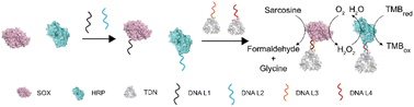 The enhancement of enzyme cascading via tetrahedral DNA framework ...