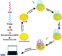 Electrochemical genosensor based on gold nanostars for the detection of ...