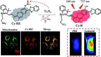 Monitoring isoniazid metabolism in vivo using a near-infrared ...