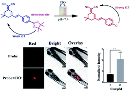 A NIR fluorescent probe for the specific detection of hypochlorite and ...