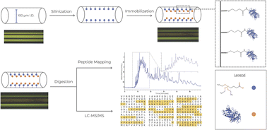 Development of novel enzyme immobilization methods employing ...