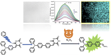 Switching to a ‘turn-on’ fluorescent probe for rapid detection of ...